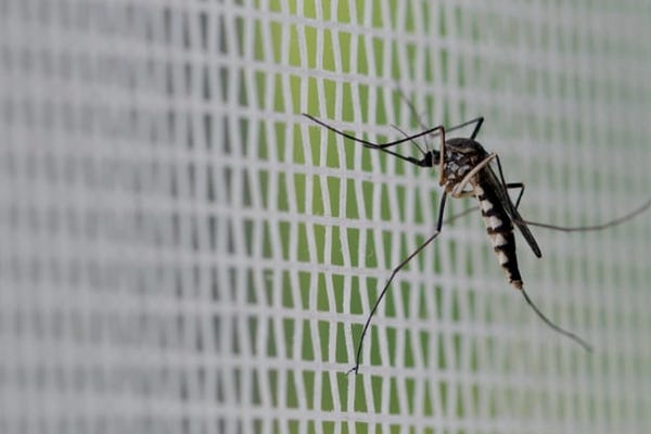 ImmunoLogic | Dr. Andrea Love | Substack