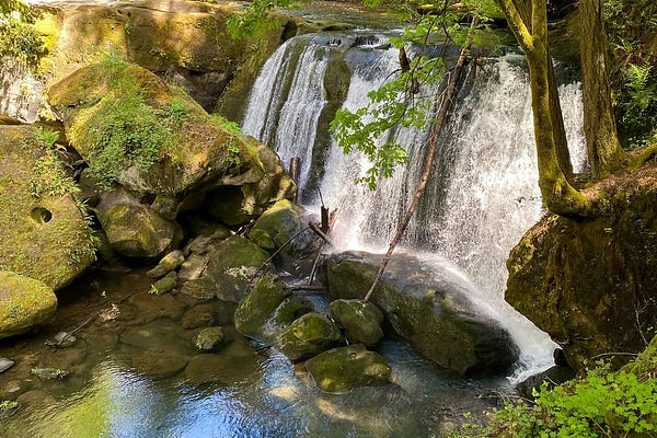 Messages from Sea & Cedar with Joanna Powell Colbert | Substack