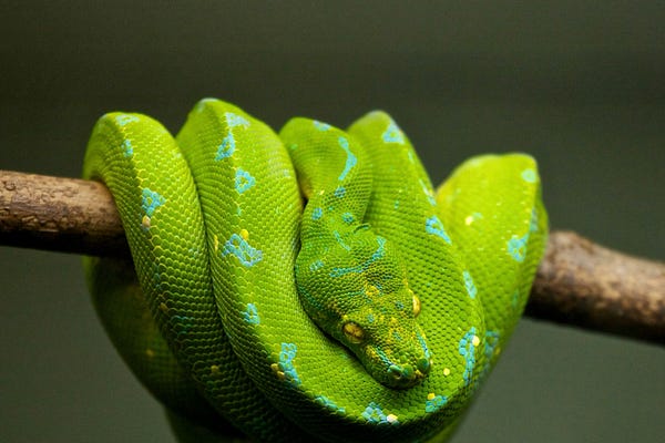 Lazy Korean Practice | Substack