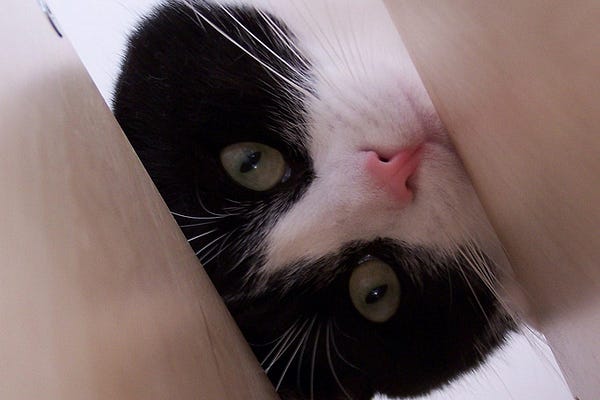 Hello. This Cat. | Substack