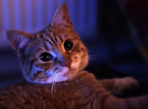 Hello. This Cat. | Substack