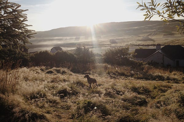 haver & sparrow | Charlene Storey | Substack