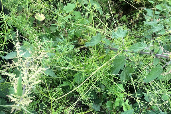 Alice Fox’s Substack | Substack