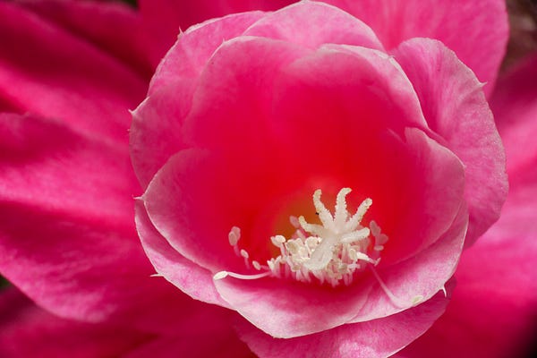 The Predators versus The People | Mees Baaijen | Substack