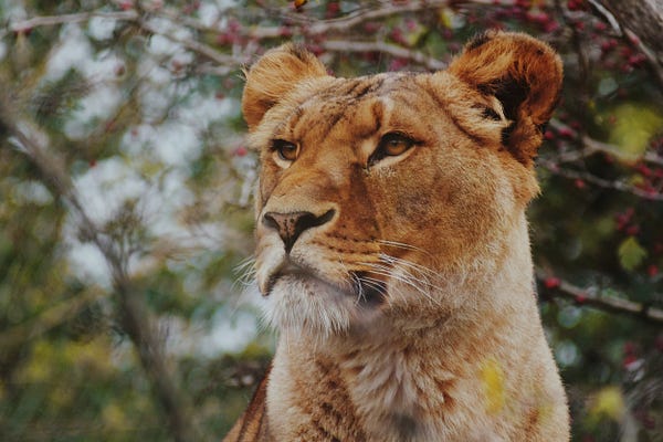 Les Inspirations de Clarisse LIBENE | Substack