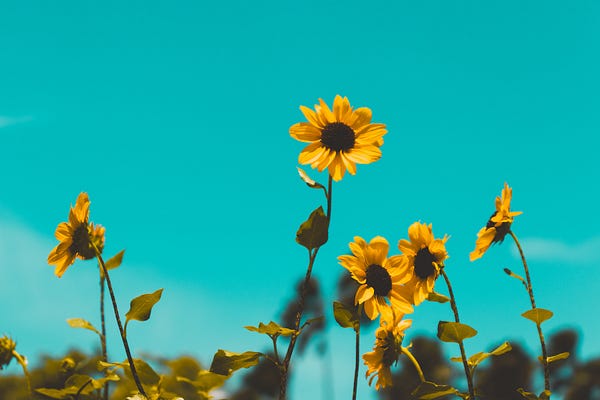 Shame Sandwich | Megan Lee | Substack