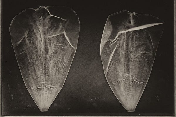 My Morning Muse | Susanne Helmert | Substack