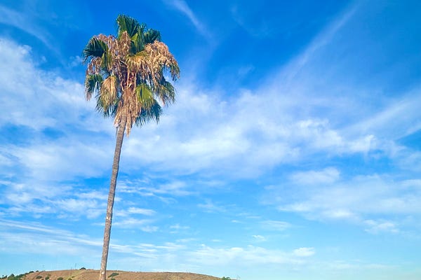 The Dry Down Diaries 💅 | Christina Loff | Substack