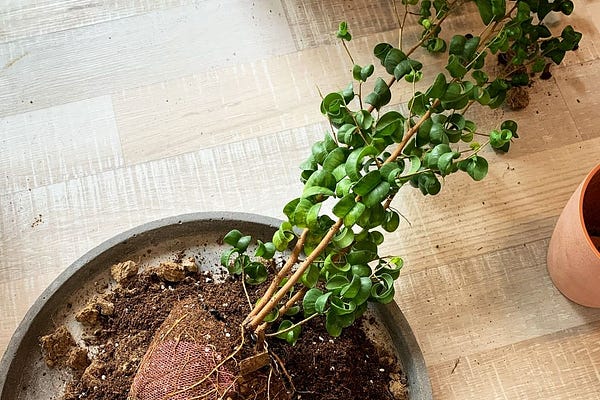 Denise Ho - 何韻詩 | Hocc | Substack