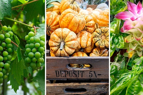 Shell’s Substack | Substack