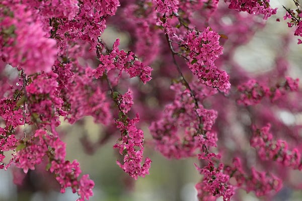 What I'd Rather Be Talking About | Abbey Algiers | Substack