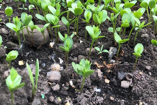 Alice Fox’s Substack | Substack