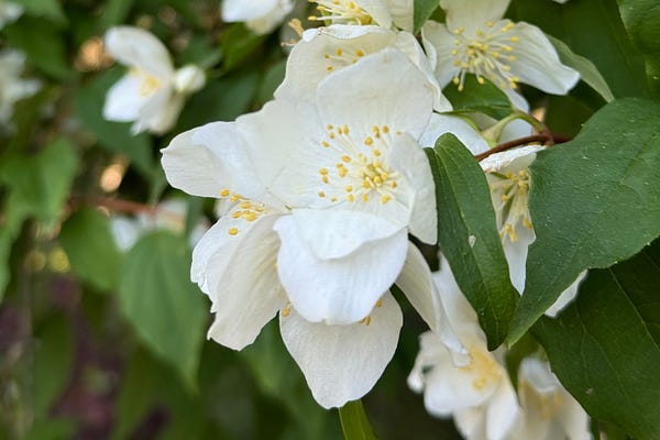 The Monday Files | Kalyn Brooke | Substack