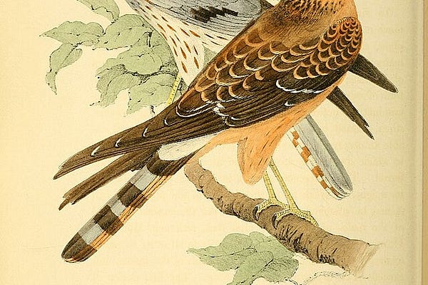 olivet poetry | Ollie Burgess | Substack