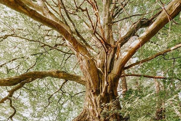 Lazy Korean Practice | Substack