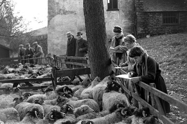 Stored Honey | Laura Davis | Substack