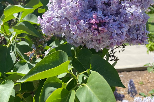 Your Artist Knows the Way | Cynthia Morris | Substack