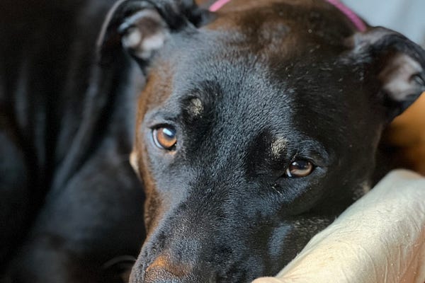 Volts | David Roberts | Substack