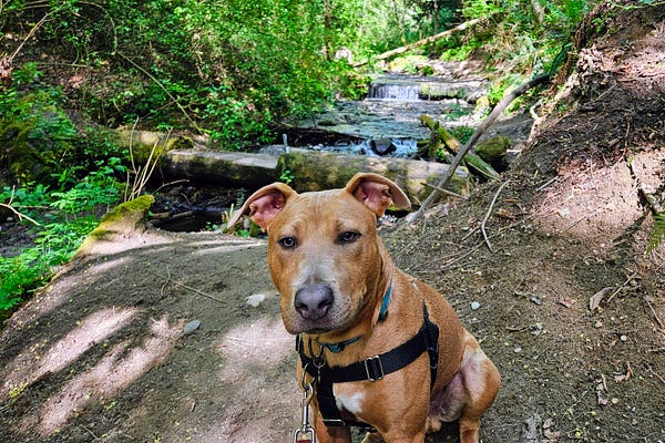 Volts | David Roberts | Substack