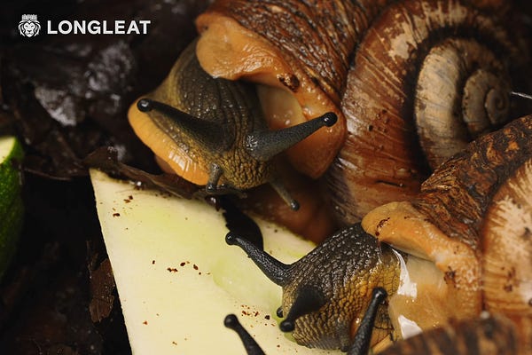 Inside Salisbury | Substack