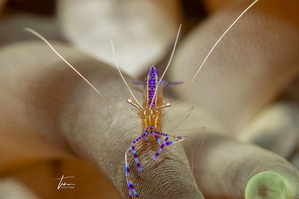 Ocean Pulse | Toju Raine | Substack