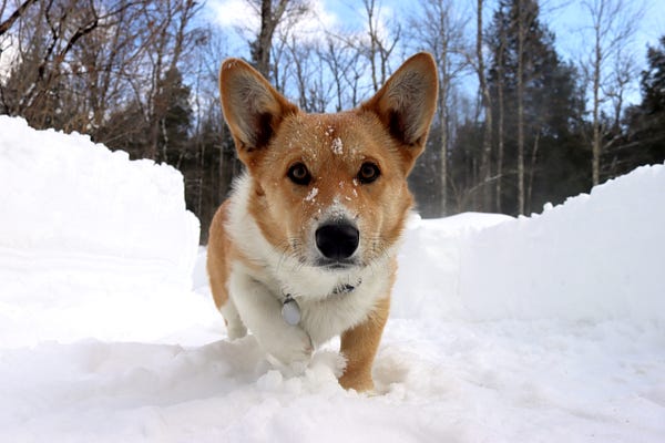 Practical Self Reliance | Ashley Adamant | Substack