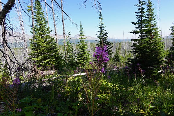 On the Commons | Antonia Malchik | Substack