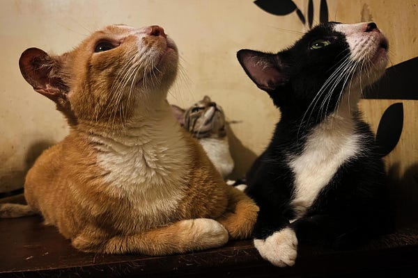 Pokrass Prompts for Creatives | Substack