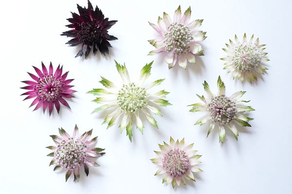 Wild Way: Gardening with Wildlife by Jack Wallington | Substack