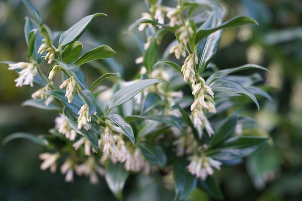 From Seed to Bloom | Camilla Grayley | Substack