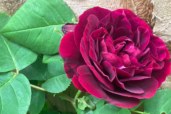 From Seed to Bloom | Camilla Grayley | Substack