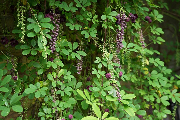 Wild Way: Gardening with Wildlife by Jack Wallington | Substack