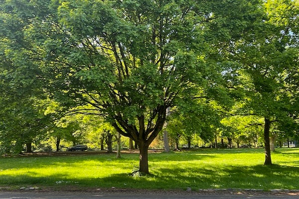 Eat This, Drink That, Live Well | Fiona Beckett | Substack