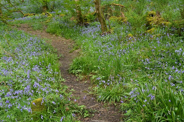 Wild Way: Gardening with Wildlife by Jack Wallington | Substack