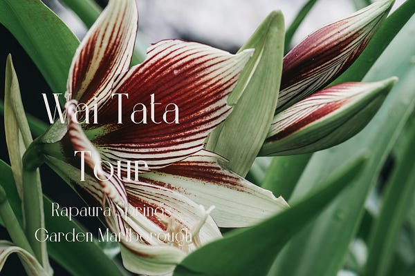 Pollination Garden | Mel Adams | Substack