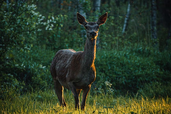 Den Hemmelige Hagen | Kristin Hammerås | Substack