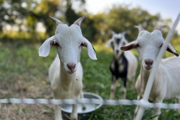 In the Dirt | Beth Hoffman | Substack