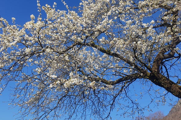 Den Hemmelige Hagen | Kristin Hammerås | Substack