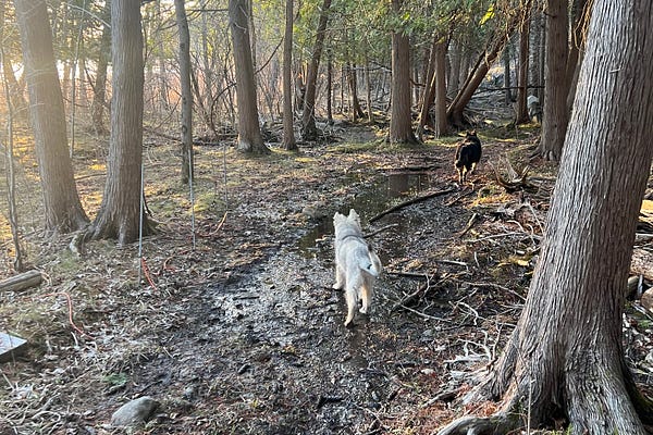 Slowdown Farmstead | Tara | Substack