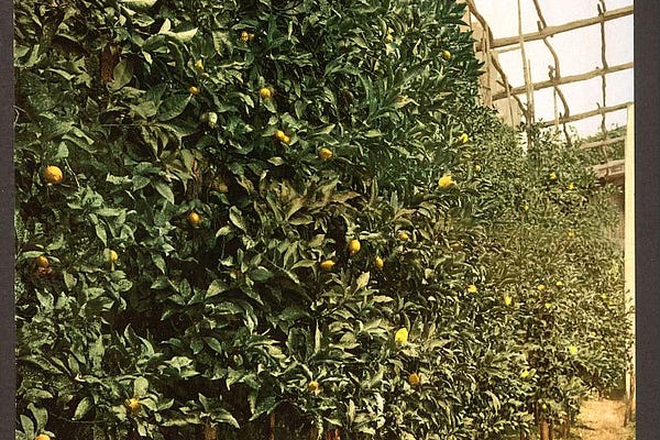 Abbey Goes Design Scouting | Abbey Nova | Substack