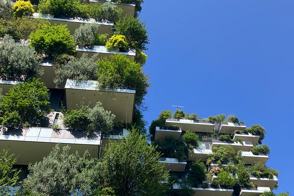 From Seed to Bloom | Camilla Grayley | Substack