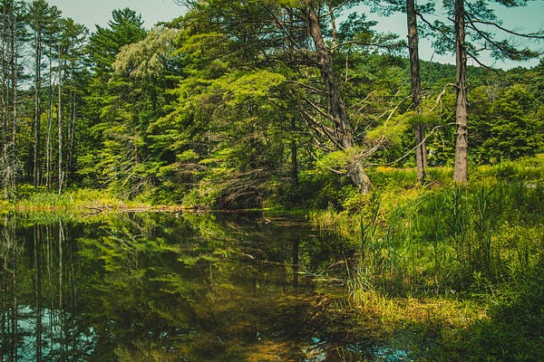 Trackless Wild with Janisse Ray | Substack