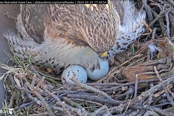 Cricklewood Nature Journal | Susannah Fisher | Substack