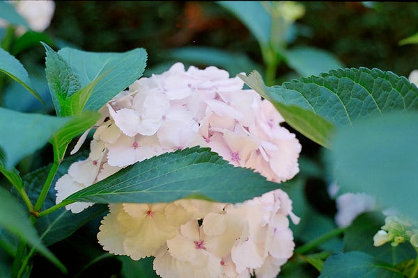 Fog Chaser | FogChaser | Substack