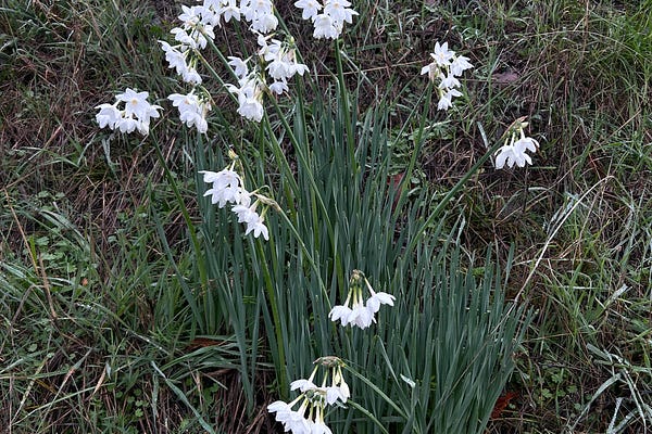 Off Leash | Taylor Randal | Substack