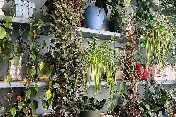 cuídate | Josefina H. Sanders | Substack