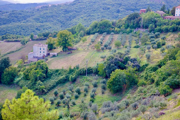 Trackless Wild with Janisse Ray | Substack