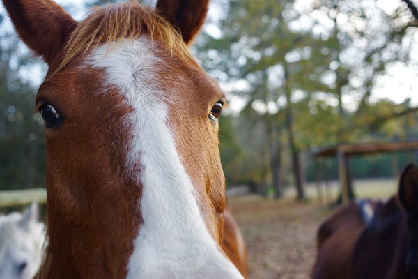 Trackless Wild with Janisse Ray | Substack