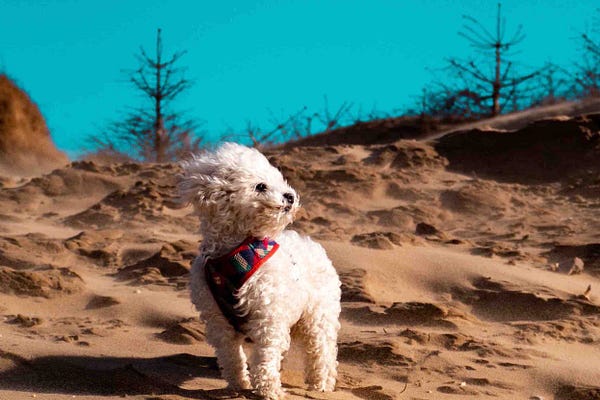 Radiant Frequency's Newsletter | Jennifer | Substack