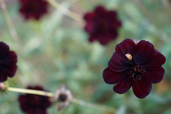 From Seed to Bloom | Camilla Grayley | Substack